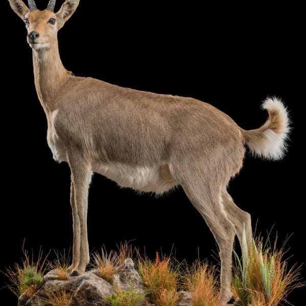 REEDBUCK Taxidermy South Africa | Get REEDBUCK Trophy Quote