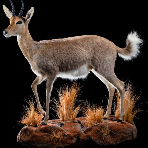 Reedbuck Common Shouldermount - CA027 Archives - Life-form Taxidermy