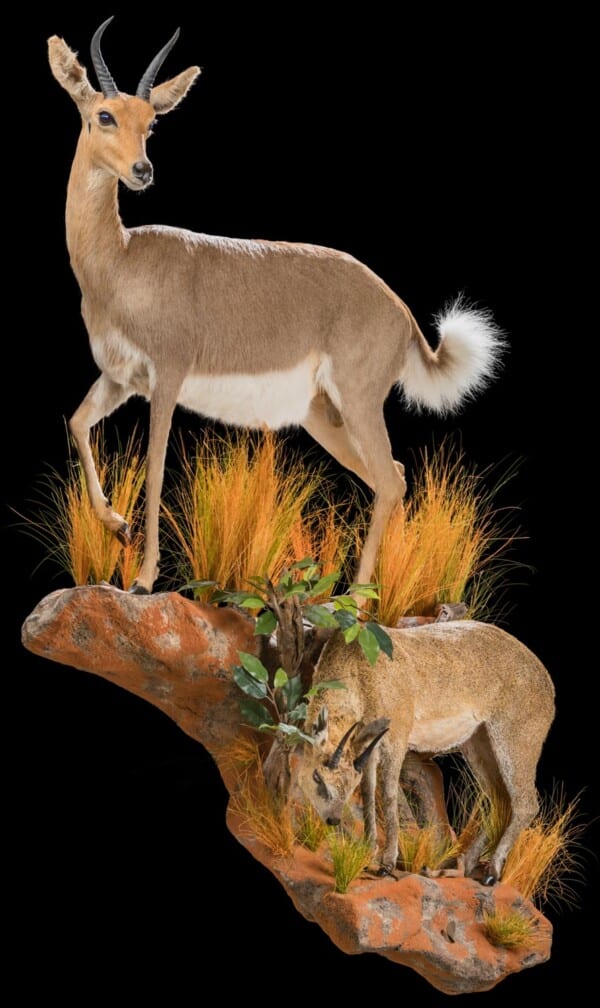 REEDBUCK Taxidermy South Africa | Get REEDBUCK Trophy Quote