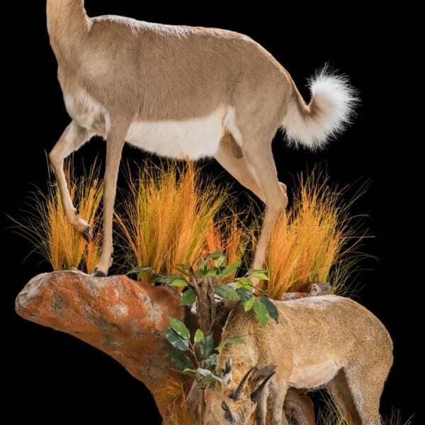 REEDBUCK Taxidermy South Africa | Get REEDBUCK Trophy Quote