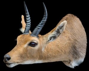 REEDBUCK Taxidermy South Africa | Get REEDBUCK Trophy Quote