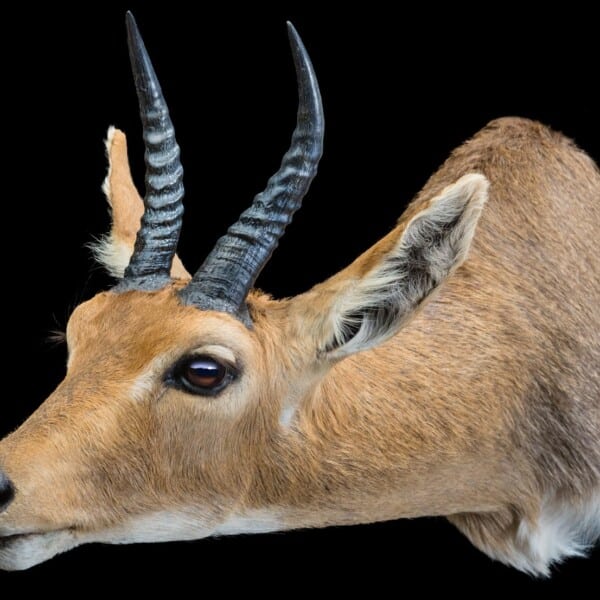REEDBUCK Taxidermy South Africa | Get REEDBUCK Trophy Quote