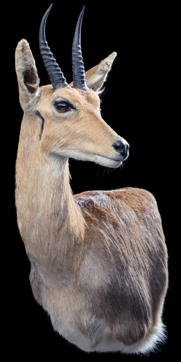 REEDBUCK Taxidermy South Africa | Get REEDBUCK Trophy Quote
