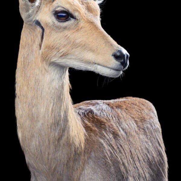 REEDBUCK Taxidermy South Africa | Get REEDBUCK Trophy Quote