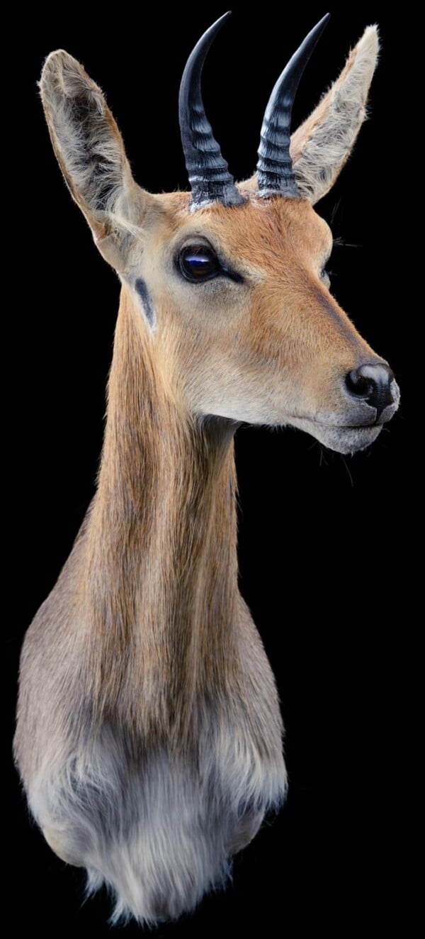 REEDBUCK Taxidermy South Africa | Get REEDBUCK Trophy Quote