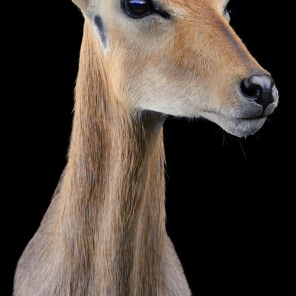 REEDBUCK Taxidermy South Africa | Get REEDBUCK Trophy Quote