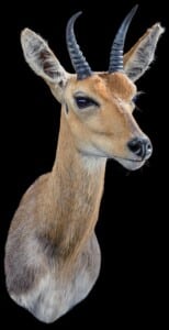 REEDBUCK Taxidermy South Africa - Life-form Taxidermy