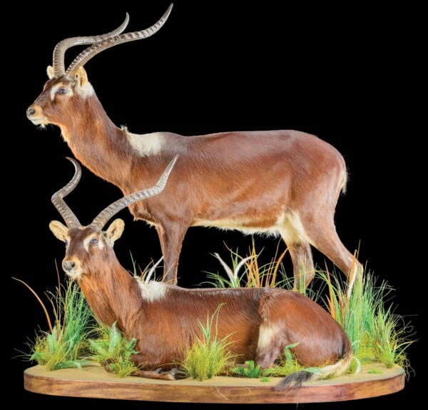 LECHWE Taxidermy South Africa | Get LECHWE Trophy Quote