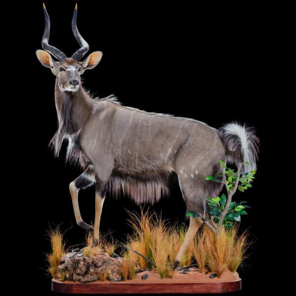 NYALA Taxidermy South Africa | Get NYALA Trophy Quote