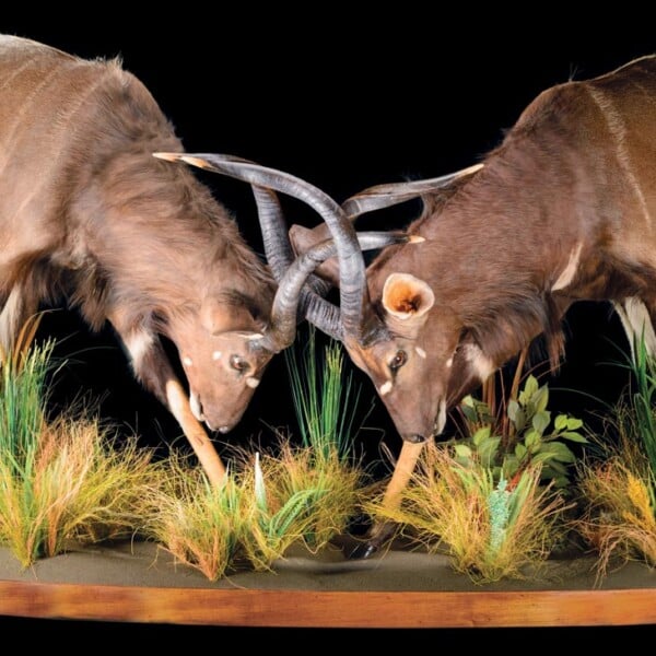 NYALA Taxidermy South Africa | Get NYALA Trophy Quote