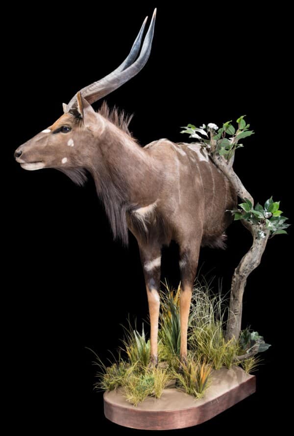 NYALA Taxidermy South Africa | Get NYALA Trophy Quote