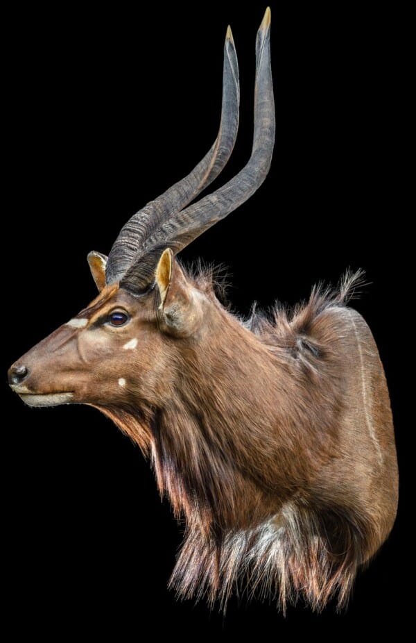 NYALA Taxidermy South Africa | Get NYALA Trophy Quote