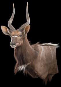 NYALA Taxidermy South Africa - Life-form Taxidermy
