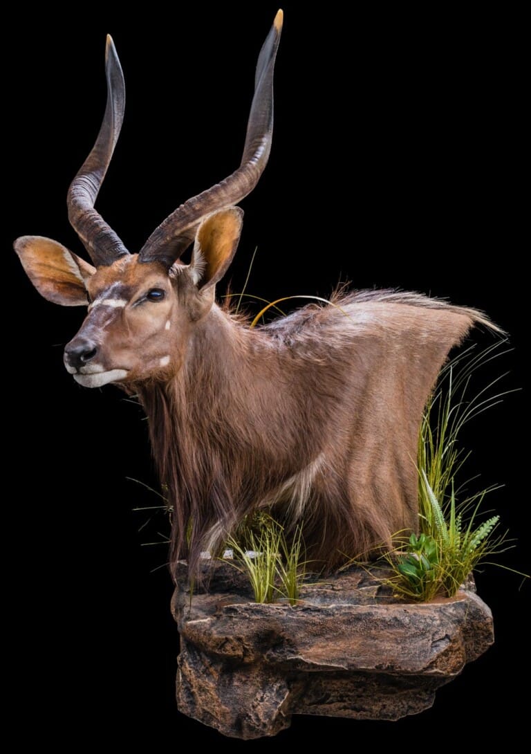 NYALA Taxidermy South Africa | Get NYALA Trophy Quote