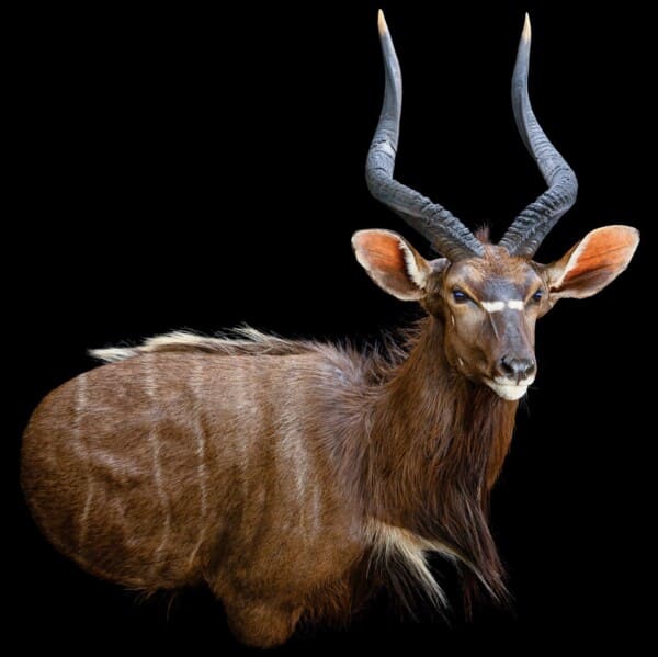 NYALA Taxidermy South Africa | Get NYALA Trophy Quote