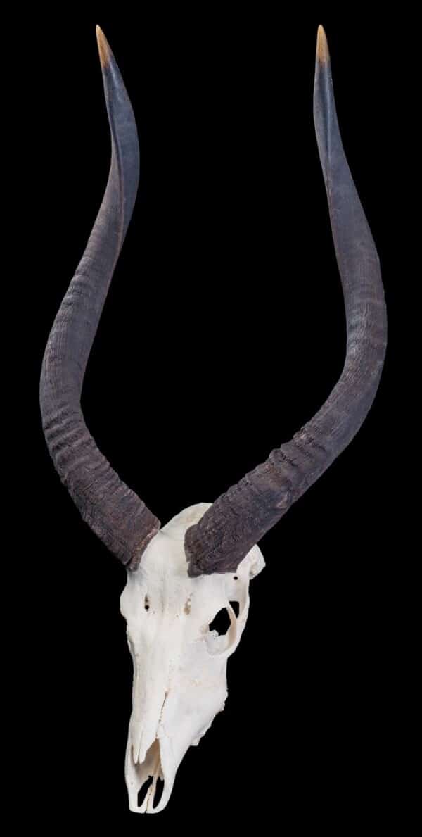 NYALA Taxidermy South Africa | Get NYALA Trophy Quote