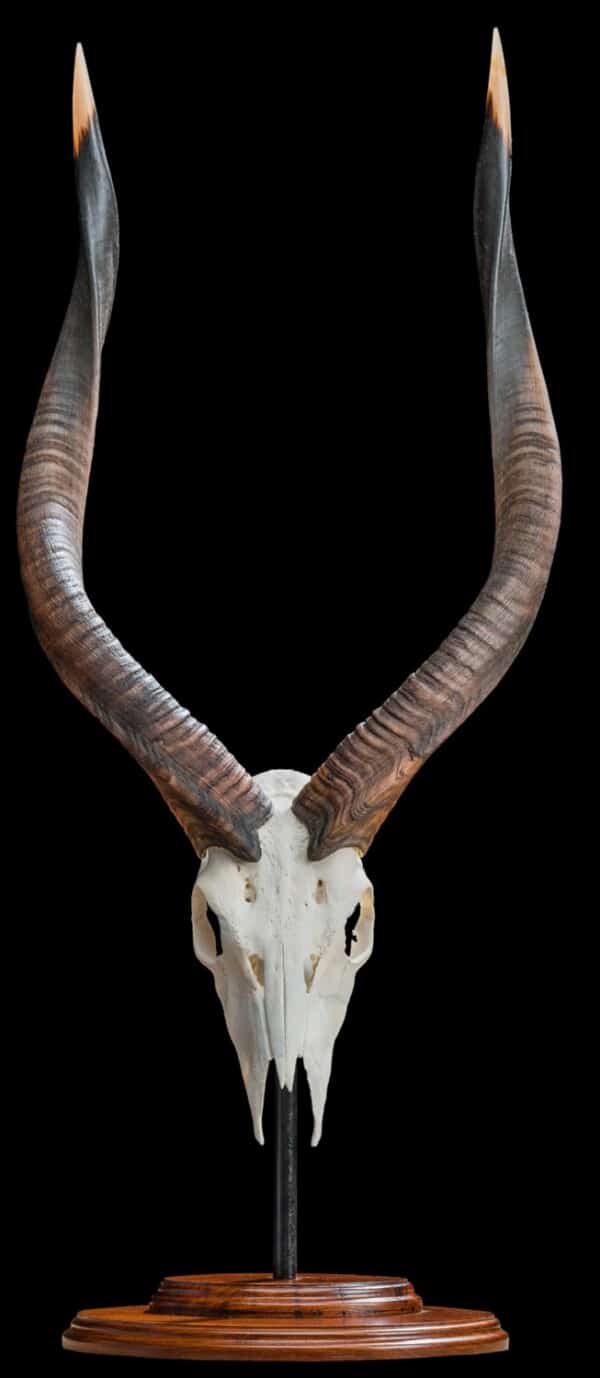 NYALA Taxidermy South Africa | Get NYALA Trophy Quote