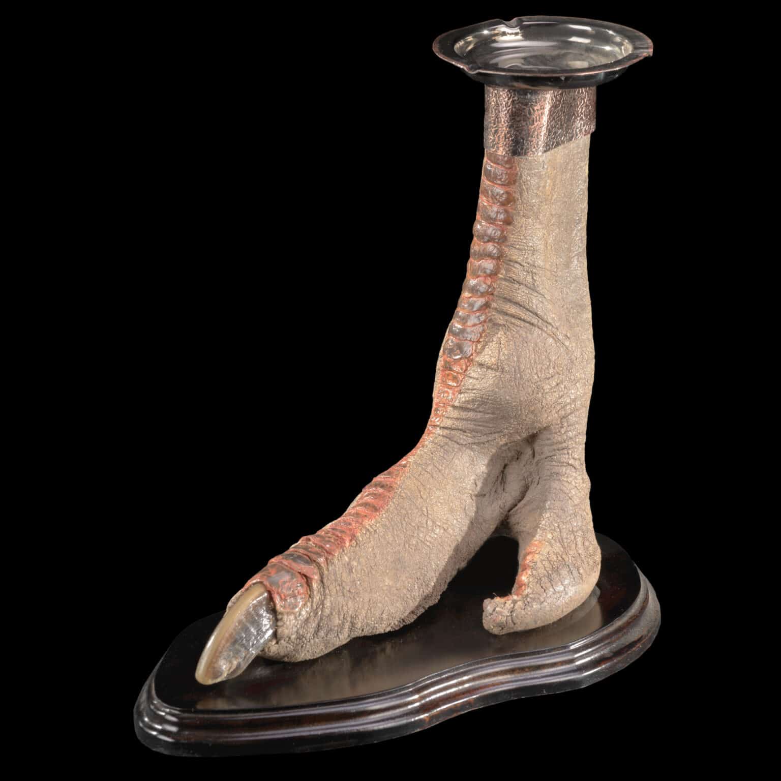 OSTRICH Taxidermy South Africa | Get OSTRICH Trophy Quote