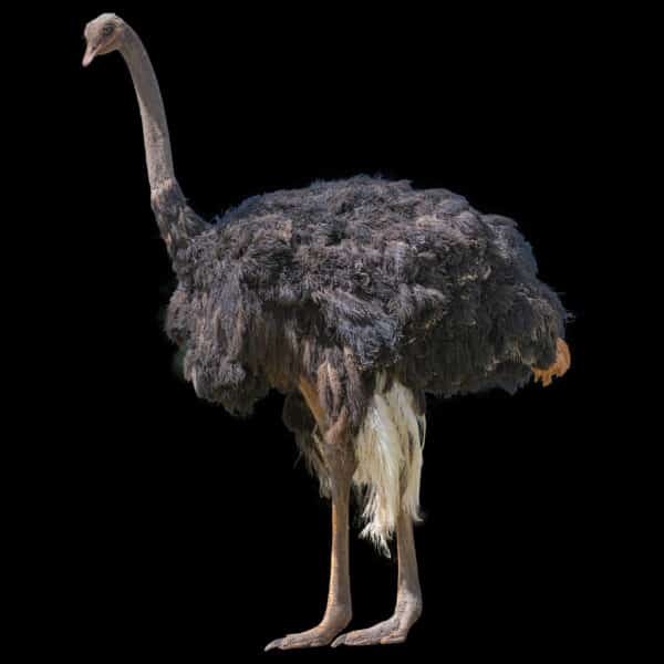 OSTRICH Taxidermy South Africa | Get OSTRICH Trophy Quote