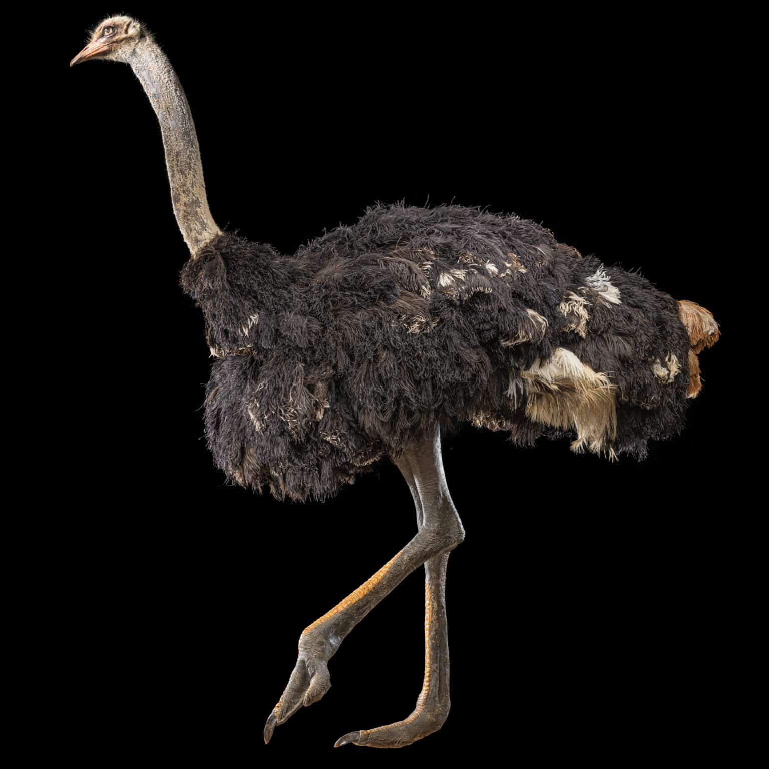 OSTRICH Taxidermy South Africa | Get OSTRICH Trophy Quote