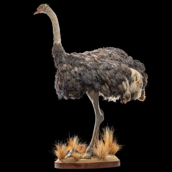 OSTRICH Taxidermy South Africa | Get OSTRICH Trophy Quote