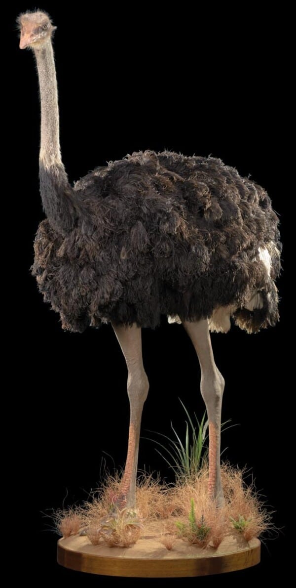 OSTRICH Taxidermy South Africa - Life-form Taxidermy
