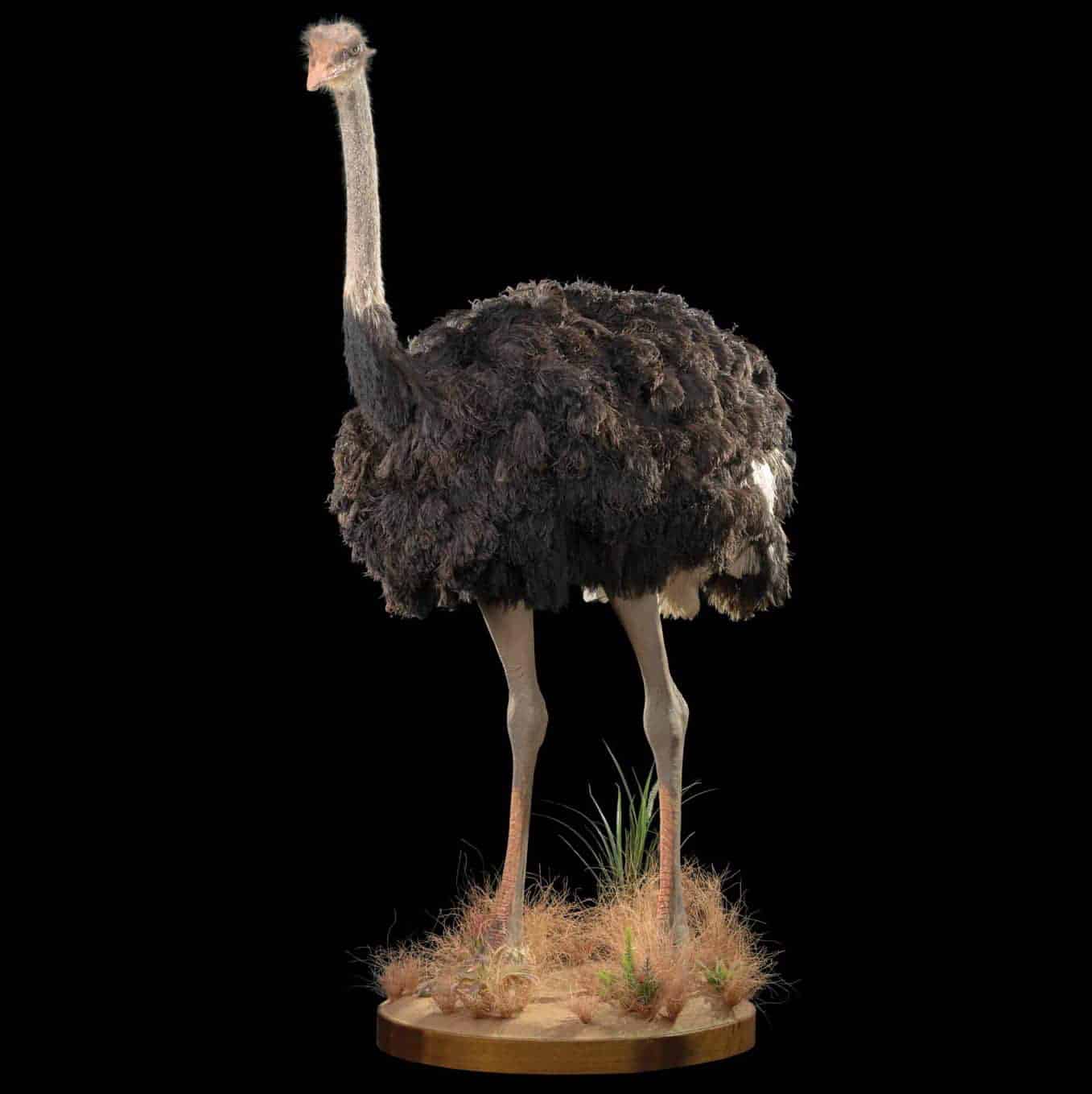 OSTRICH Taxidermy South Africa | Get OSTRICH Trophy Quote