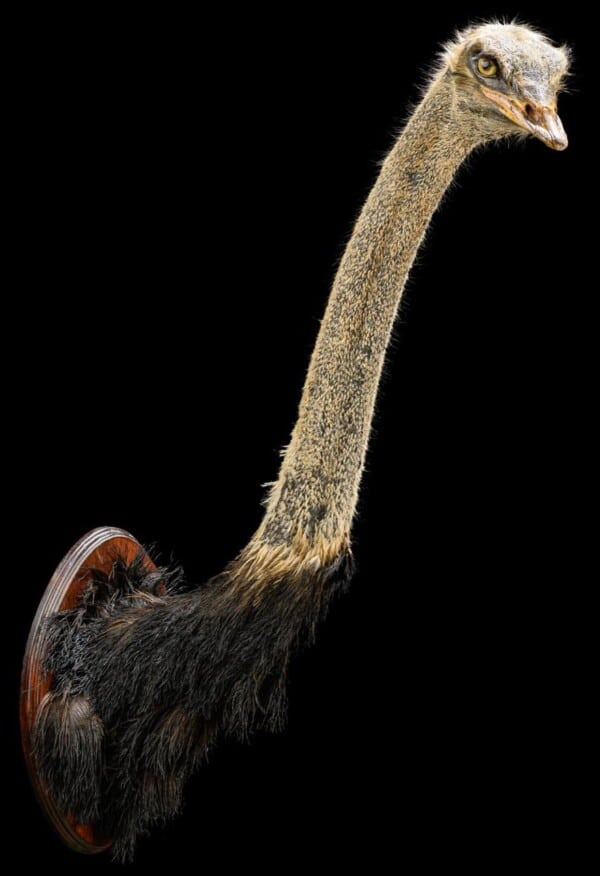 OSTRICH Taxidermy South Africa | Get OSTRICH Trophy Quote