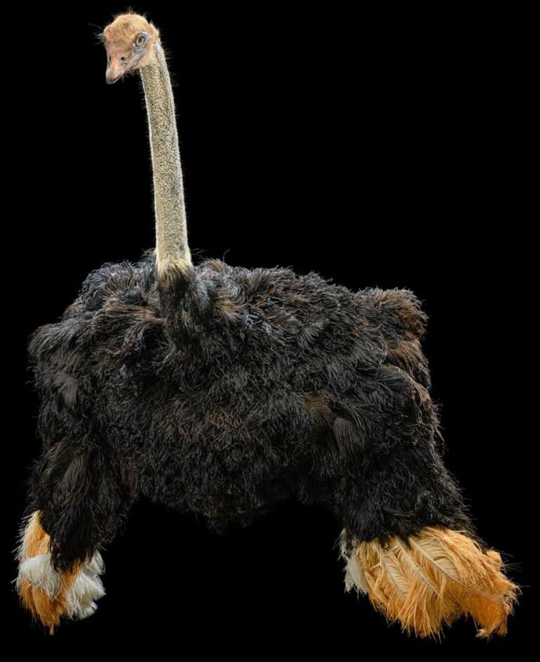 OSTRICH Taxidermy South Africa | Get OSTRICH Trophy Quote