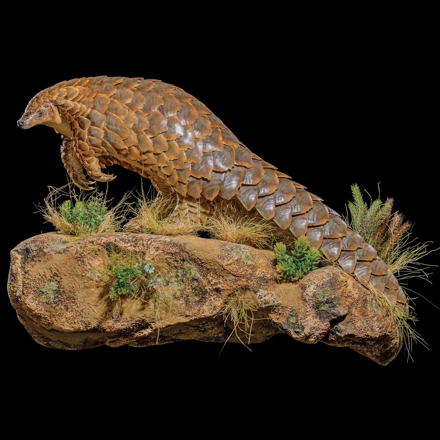 PANGOLIN Taxidermy South Africa | Get PANGOLIN Trophy Quote