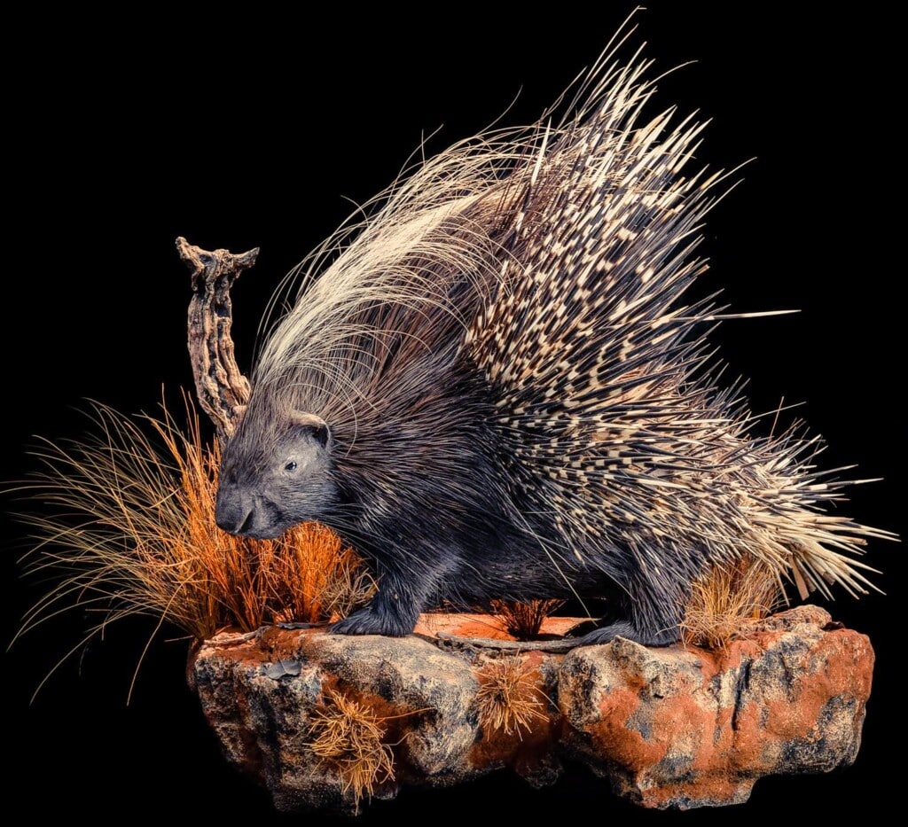 PORCUPINE Taxidermy South Africa - Life-form Taxidermy