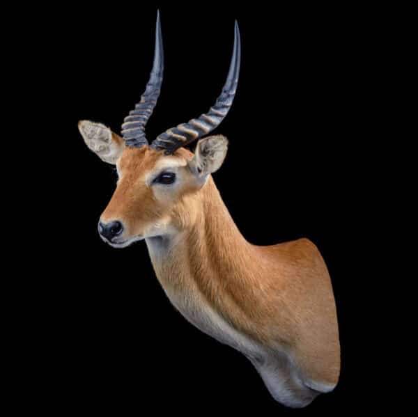 STEENBUCK Taxidermy South Africa | Get STEENBUCK Trophy Quote