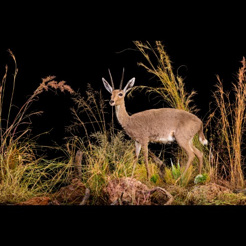 RHEBUCK Taxidermy South Africa - Life-form Taxidermy
