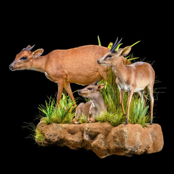 SUNI Taxidermy South Africa | Get SUNI Trophy Quote