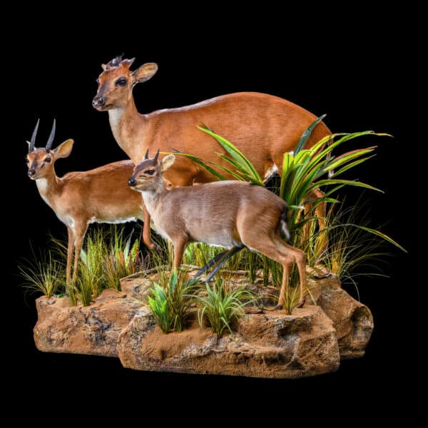 SUNI Taxidermy South Africa | Get SUNI Trophy Quote