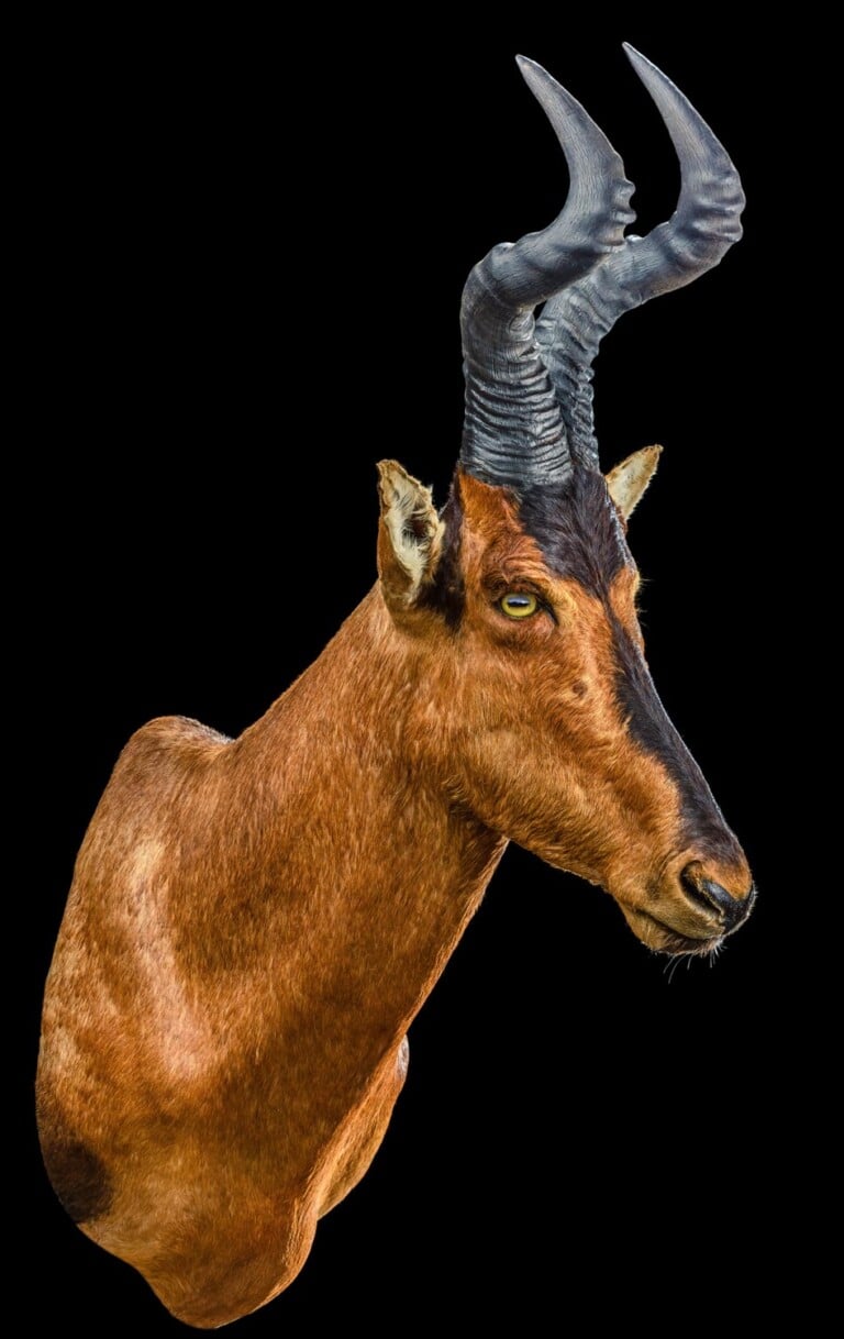 HARTEBEEST Taxidermy South Africa | Get HARTEBEEST Trophy Quote