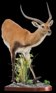 LECHWE Taxidermy South Africa | Get LECHWE Trophy Quote