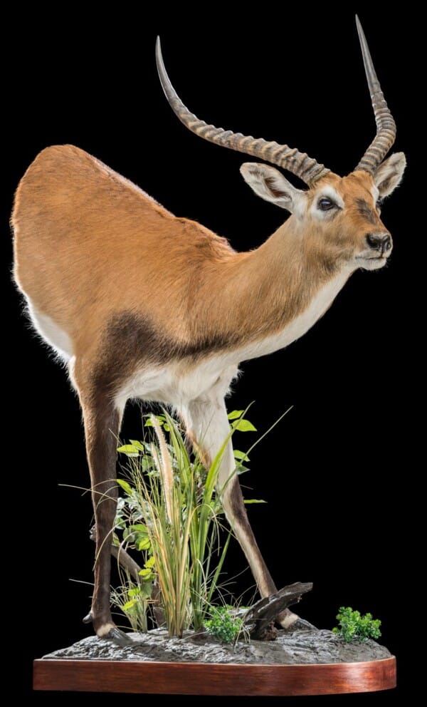 LECHWE Taxidermy South Africa | Get LECHWE Trophy Quote
