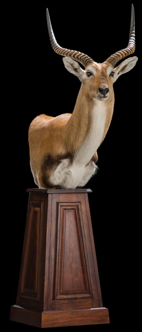 LECHWE Taxidermy South Africa | Get LECHWE Trophy Quote