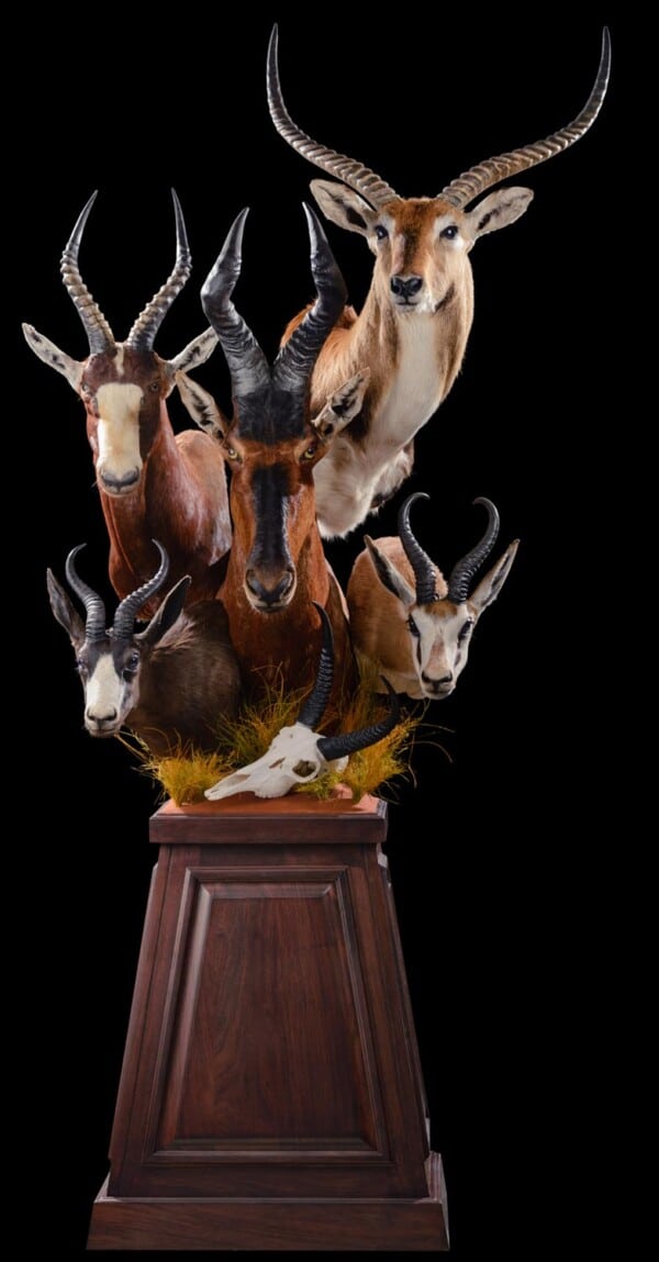 LECHWE Taxidermy South Africa | Get LECHWE Trophy Quote