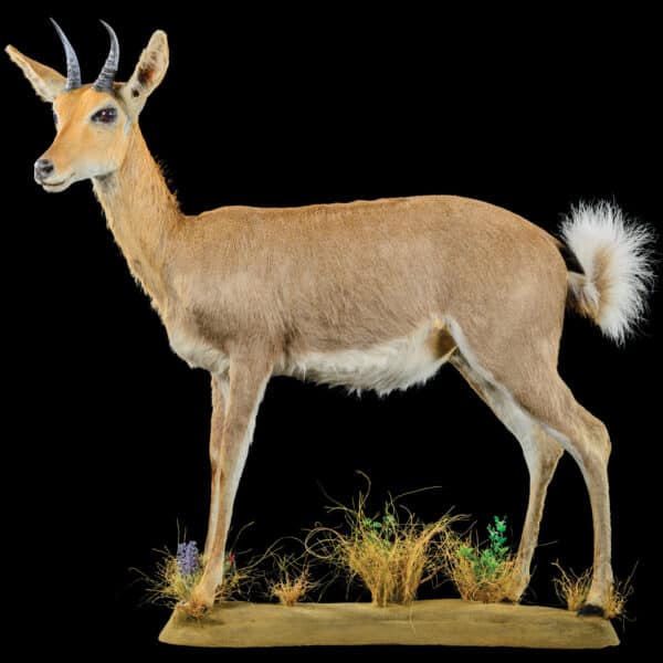 REEDBUCK Taxidermy South Africa | Get REEDBUCK Trophy Quote