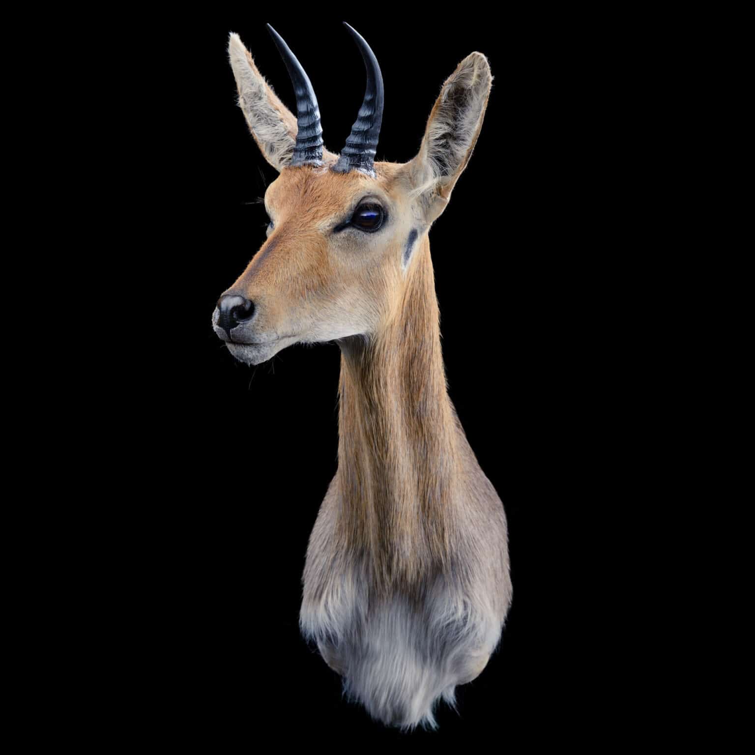 REEDBUCK Taxidermy South Africa | Get REEDBUCK Trophy Quote