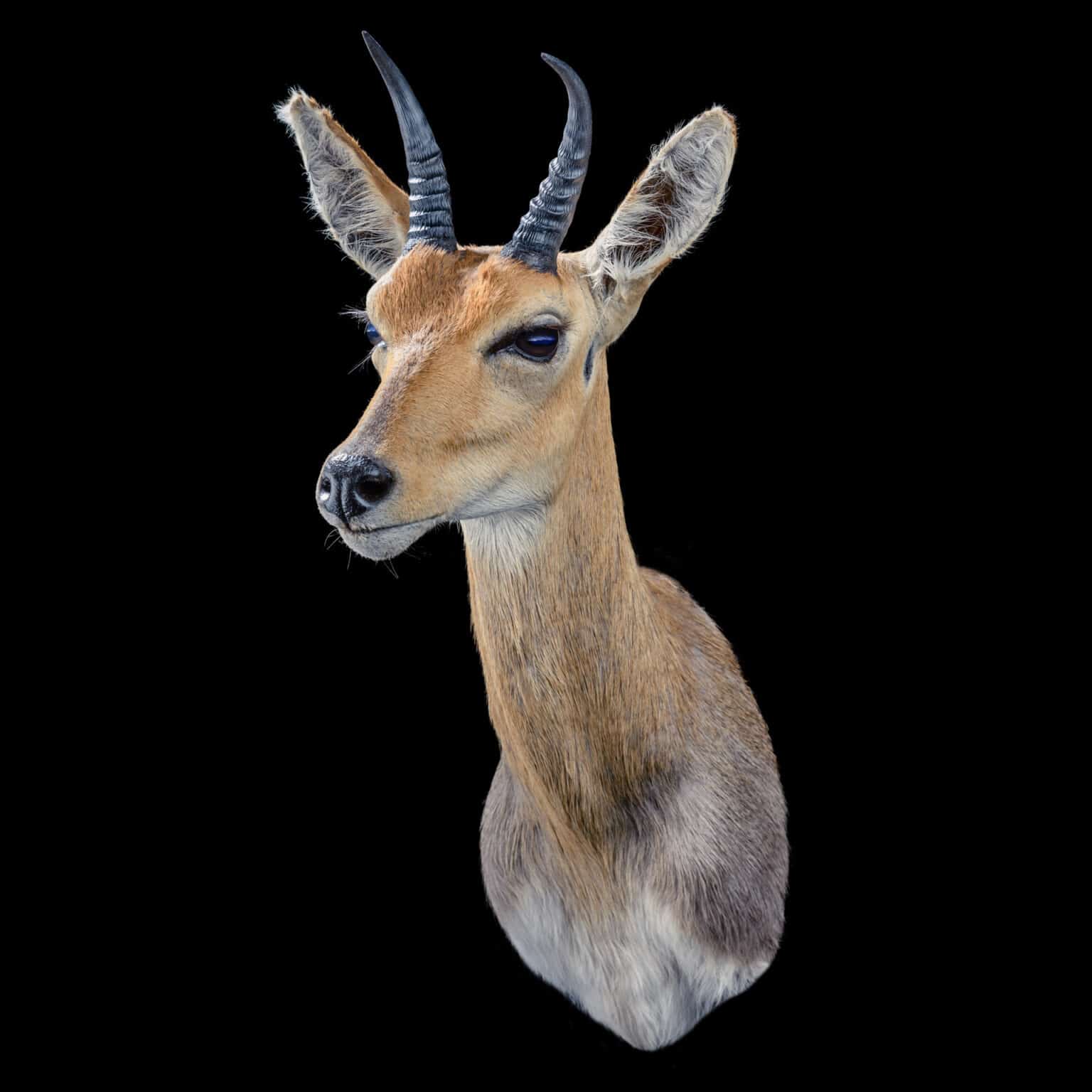 REEDBUCK Taxidermy South Africa | Get REEDBUCK Trophy Quote