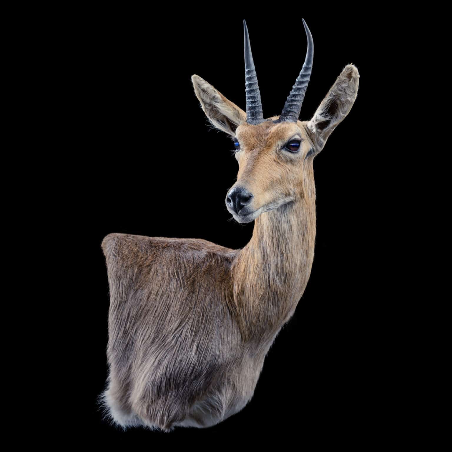 REEDBUCK Taxidermy South Africa | Get REEDBUCK Trophy Quote