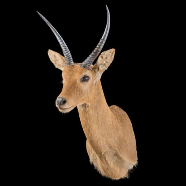 REEDBUCK Taxidermy South Africa | Get REEDBUCK Trophy Quote