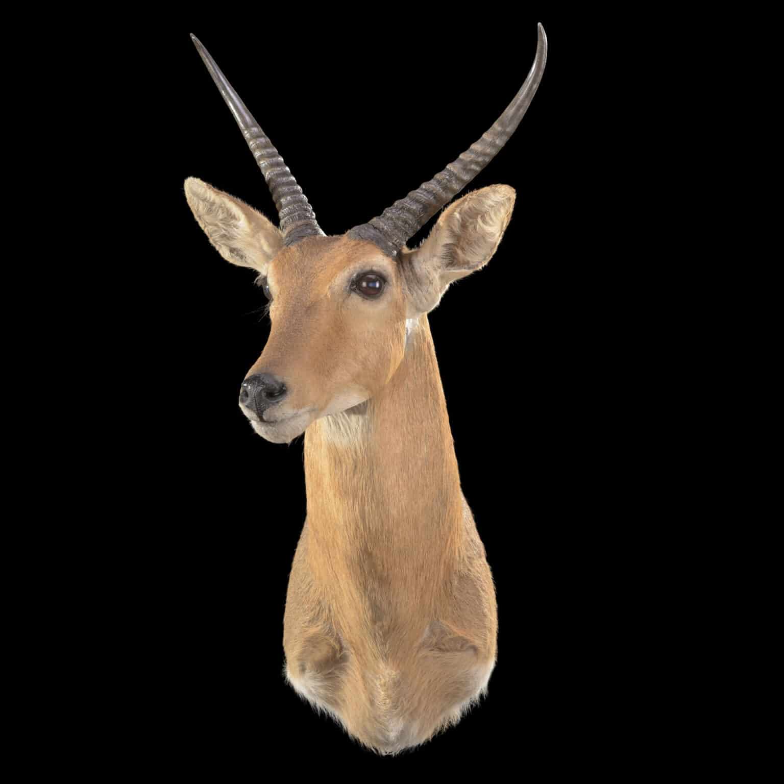 REEDBUCK Taxidermy South Africa | Get REEDBUCK Trophy Quote