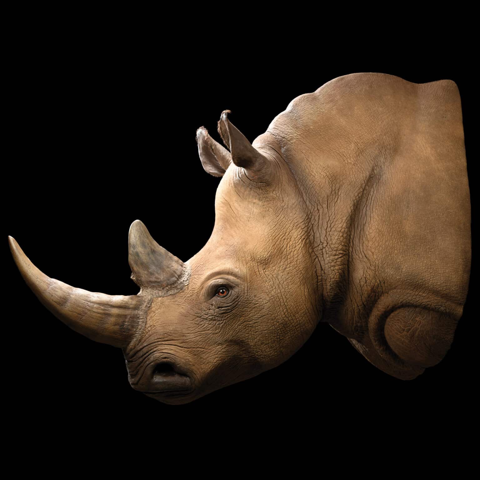RHINO Taxidermy South Africa | Get RHINO Trophy Quote