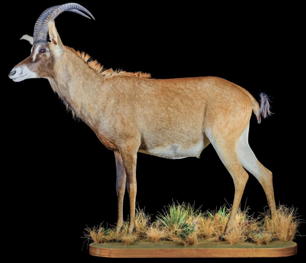 ROAN Taxidermy South Africa - Life-form Taxidermy