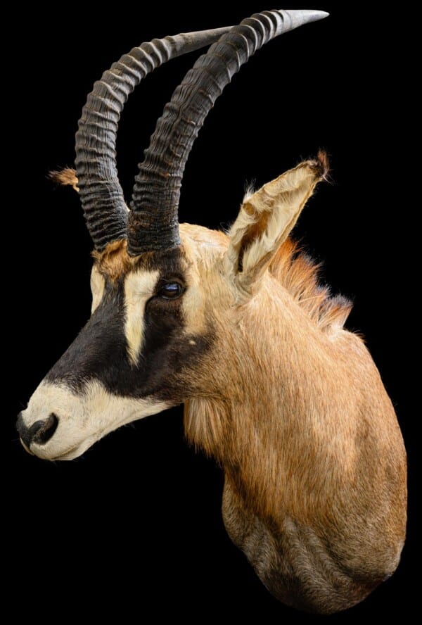 ROAN Taxidermy South Africa | Get ROAN Trophy Mount Quote