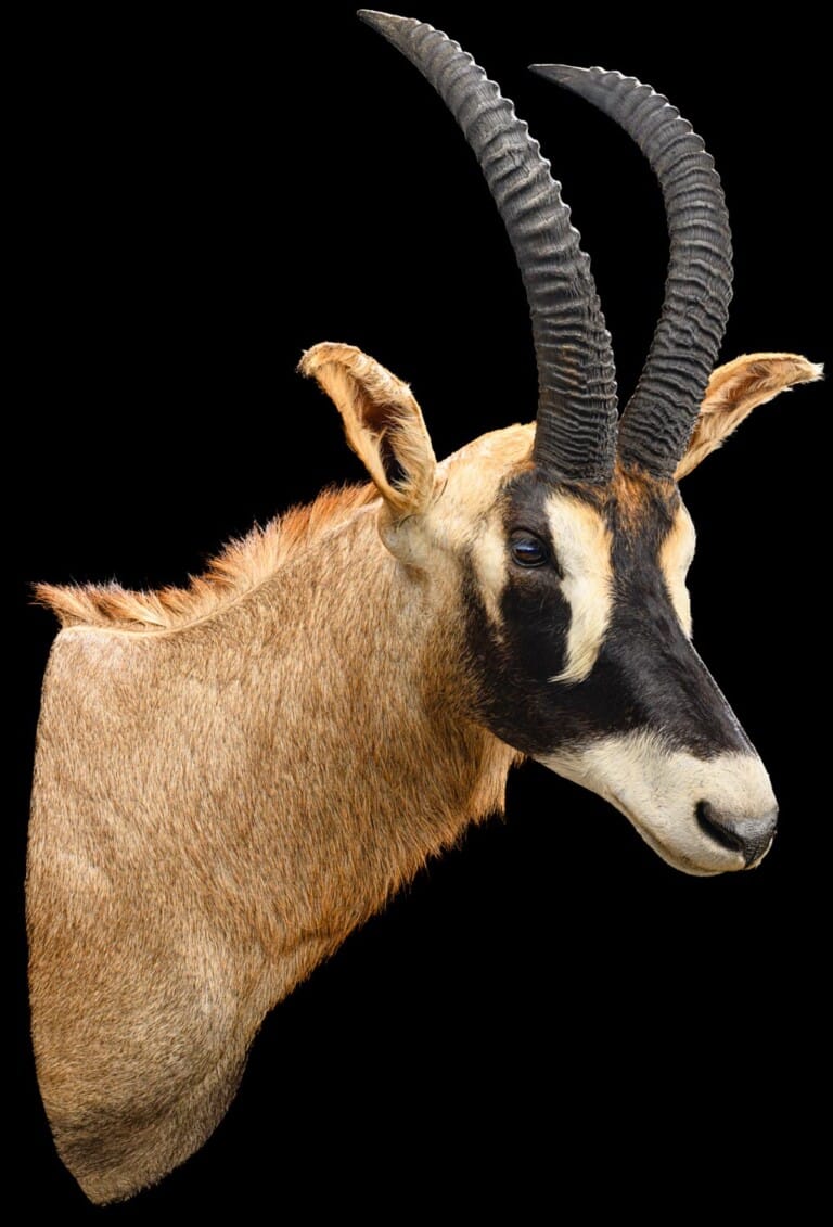 ROAN Taxidermy South Africa | Get ROAN Trophy Mount Quote